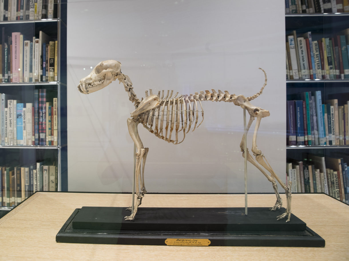 Visitors can see the skeleton of Belgrave Joe, the foundation sire of ...