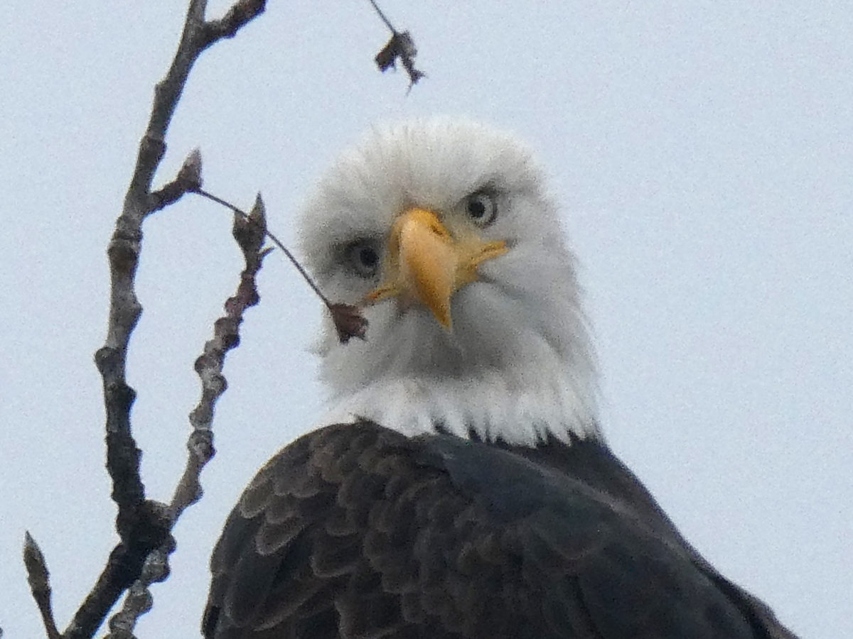 Bald Eagle Caught Elegantly ... Swimming? - WJCT Public Media